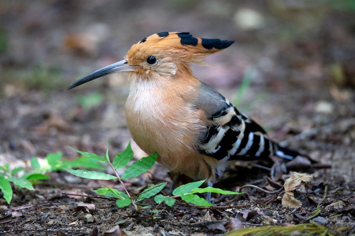 Birdwatching Tour - Madagaskar Travel